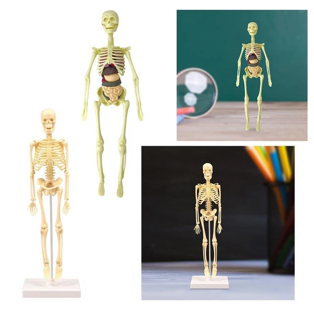 HUMAN ANATOMICAL BODY Anatomy Skeleton Teaching Model for Learning ...