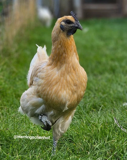 10 HATCHING EGGS Ga H Mong Chickens White and Colorful £56.20 - PicClick UK