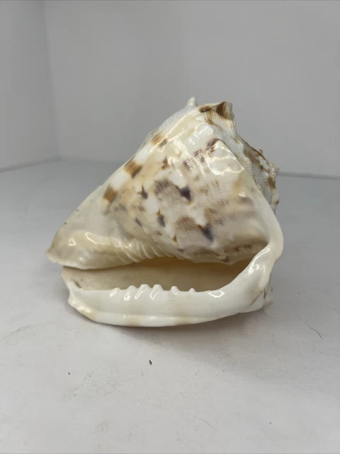 NATURAL CONCH SEA Shell Horned Helmet King Queen White Brown Ocean $25. ...