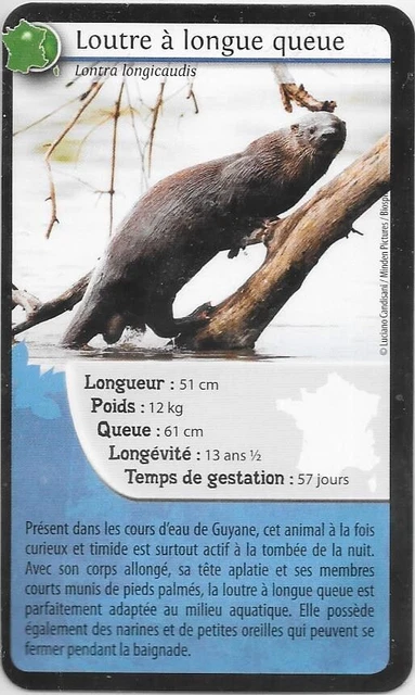 CARTE BIOVIVA! - Loutre à longue queue EUR 1,50 - PicClick FR