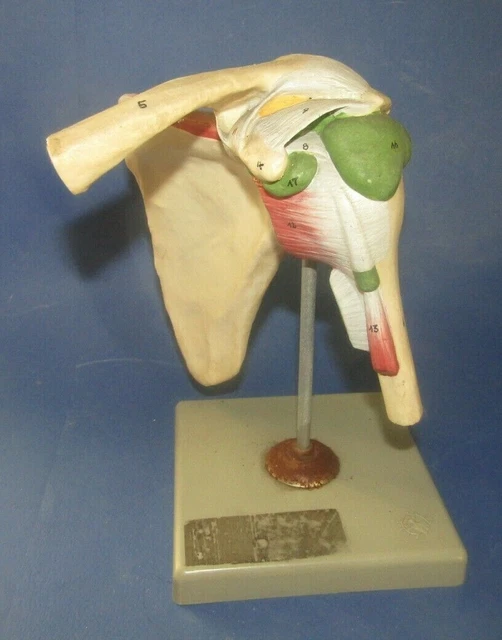 VINTAGE 1960-70 MODEL Anatomical Anatomical Anatomical Anatomy Model ...
