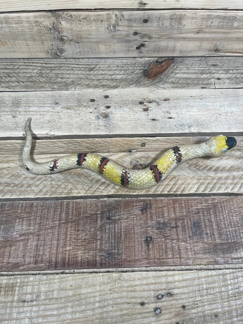 ANACONDA RUBBER SNAKE Model 12093 Yellow Brown 13” Bead In Realistic ...