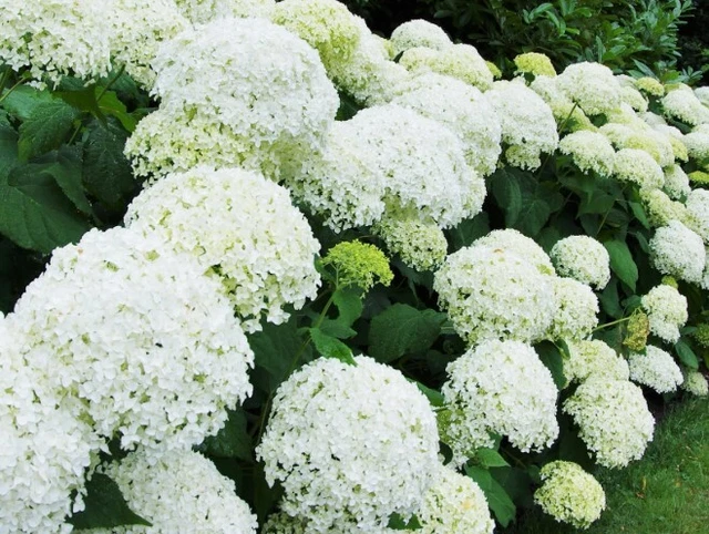 HYDRANGEA ANNABELLE WHITE Flowering Shrub Plant One Litre Pot £6.99 ...