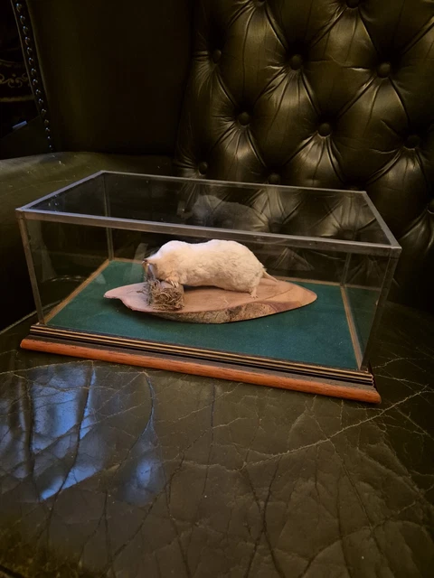 VINTAGE ANTIQUE TAXIDERMY Albino Mole - Rare And Unique - V. Unusual ...