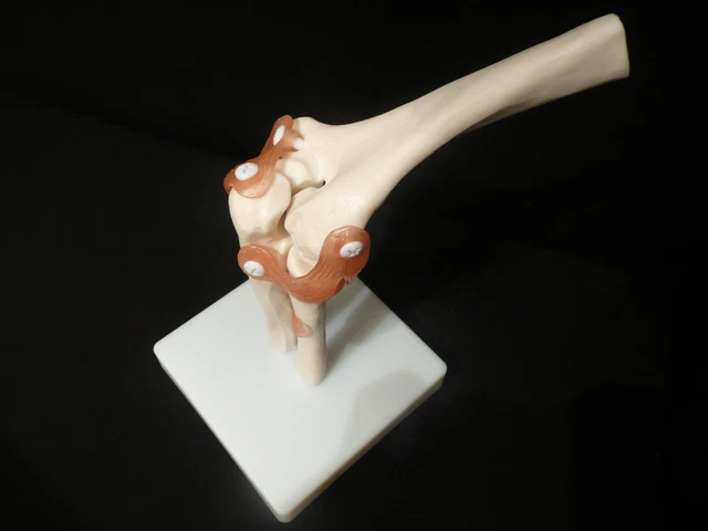 LIFE SIZE ELBOW Joint Anatomical Model Skeleton - Human Medical Anatomy ...