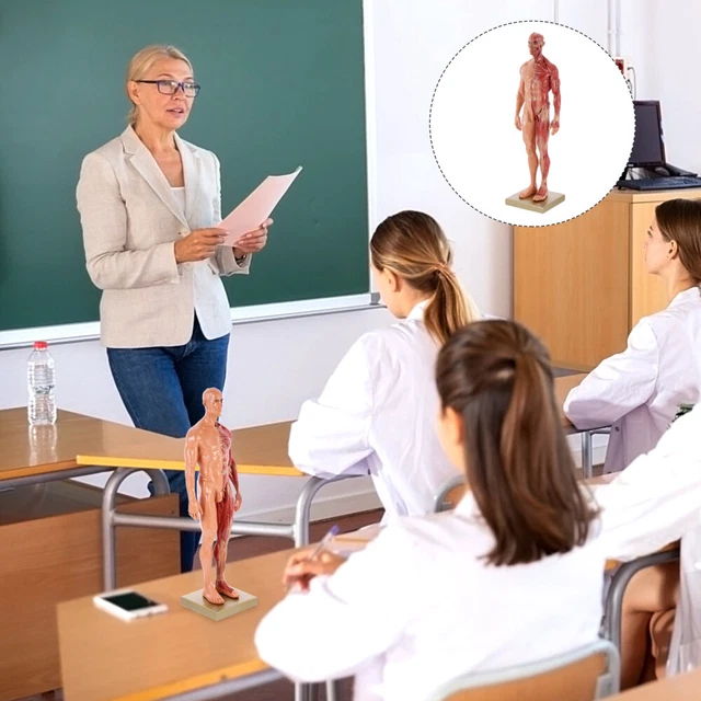 MANNEQUIN HUMAN BODY Muscle Anatomical Model Anatomy Teaching Tool Mini ...