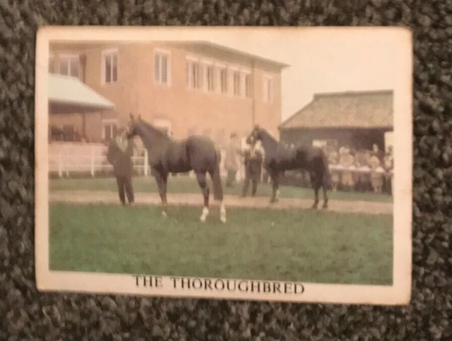 ANGLO AMERICAN GUM TRADE CARD THE HORSE 1966 No.29. "THE THOROUGHBRED" £2.28 - PicClick UK