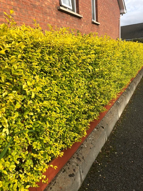 25 GOLDEN PRIVET Evergreen Hedging Plants Fast Growing Shrubs 25-40cm ...