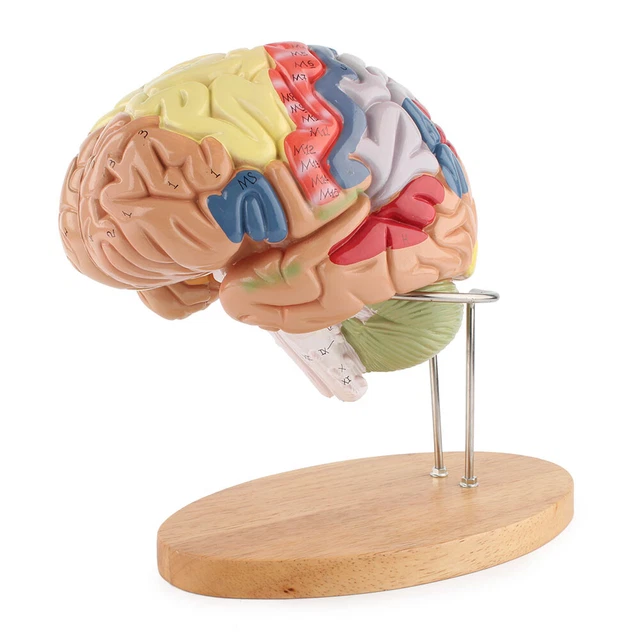 MEDICAL ANATOMICAL HUMAN Brain Model Anatomy Cerebral Cortex Brain ...