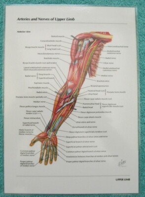 FRANK NETTER ANATOMICAL study/display guide UPPER LIMB -laminated ...