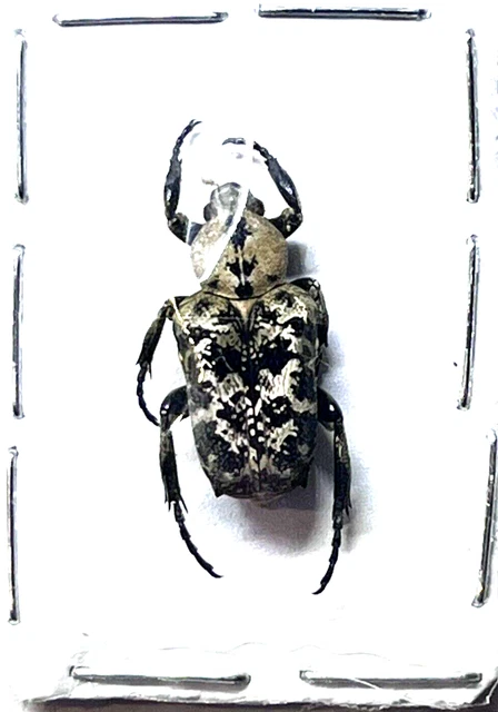 INSECT - CETONIDAE Callynomes variabilis - Philippines - 16mm very rare ...