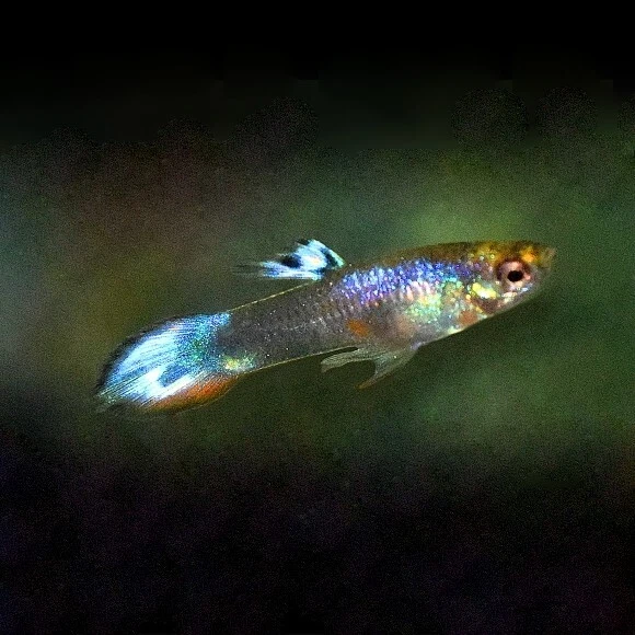 PAIR OF SENTAKU Pinku Miniature Guppy (Poecilia reticulata, Livebearer ...