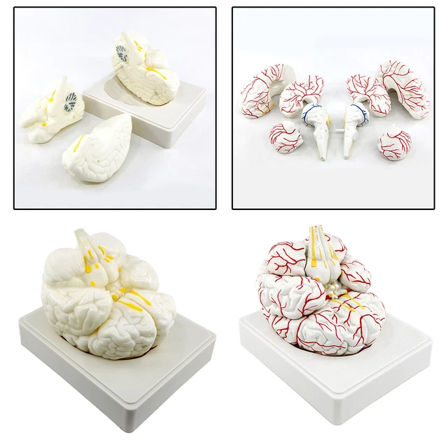 HUMAN BRAIN MODEL w/ Display Stand Classroom Study Display Teach ...
