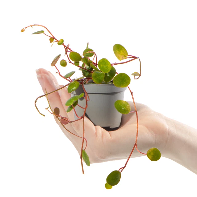 BABY STRING OF Coins Plant Peperomia Pepperspot Indoor Gift Houseplant ...