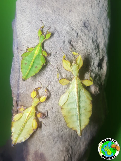 Phyllium Letiranti Andtatabaand X6 Leaf Stick Insectphasmidsphasmiden Eur 2590 Picclick Fr