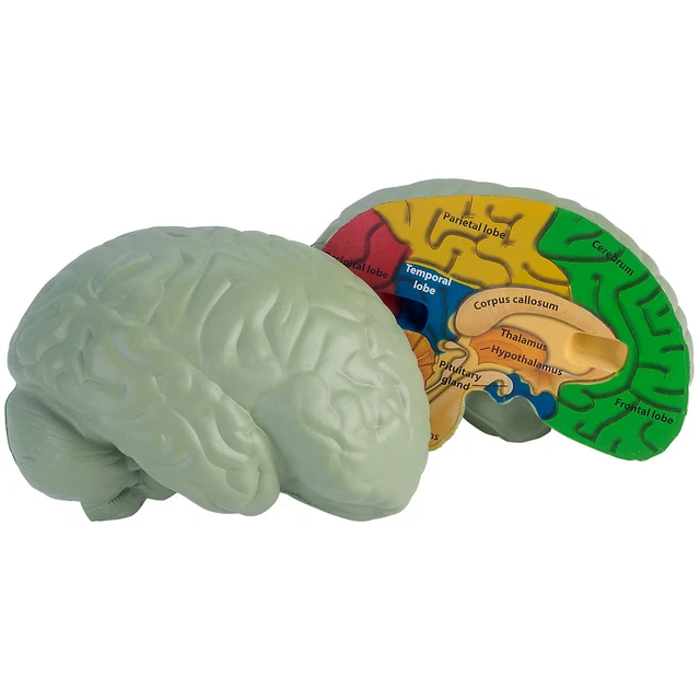 LEARNING RESOURCES CROSS Section Foam Human Brain Model 130mm Diameter £18.02 - PicClick UK