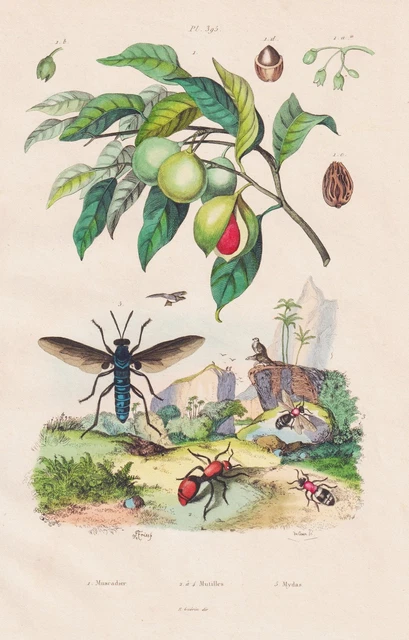 FLIEGEN FLIES MÜCKEN fly Muskatnuss Muskat Stahlstich Guerin-Meneville ...