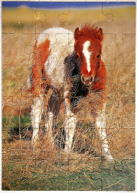 PUZZLEBRIEF IN POSTKARTENGRÖSSE Wendy - Pony Fohlen, Schecke, Riss oben ...
