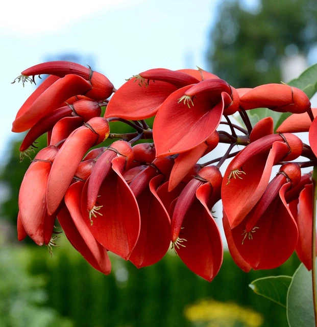 ERYTHRINA CRISTA-GALLI | Cockspur coral tree | Cry-baby tree - Arbre ...