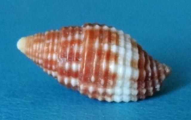 SEA SHELL - SHELLS - MITRIDAE MITRE RUBRITINCTA 19mm £5.14 - PicClick UK