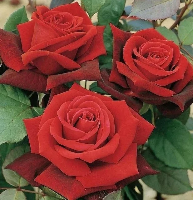 ROSA DEEP SECRET Hybrid Tea Multi-Stem Bare Root Rose £10.00 - PicClick UK