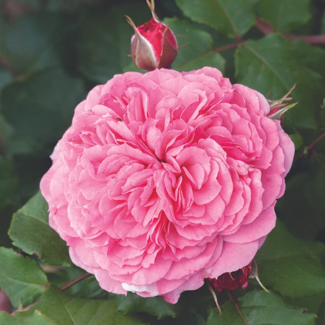 OLD ENGLISH SHRUB Rose Pink Bare Root £11.99 - PicClick UK