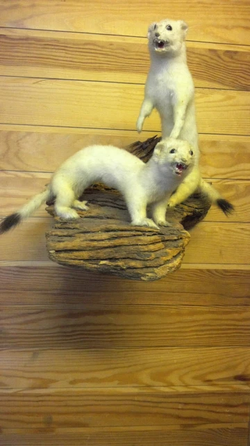 TIERPRÄPARAT - HERMELIN / Wiesel - Jagd EUR 31,50 - PicClick DE