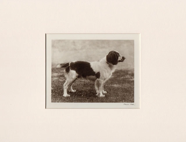 WELSH SPRINGER SPANIEL Original Vintage 1931 Dog Print Mounted Ready To ...