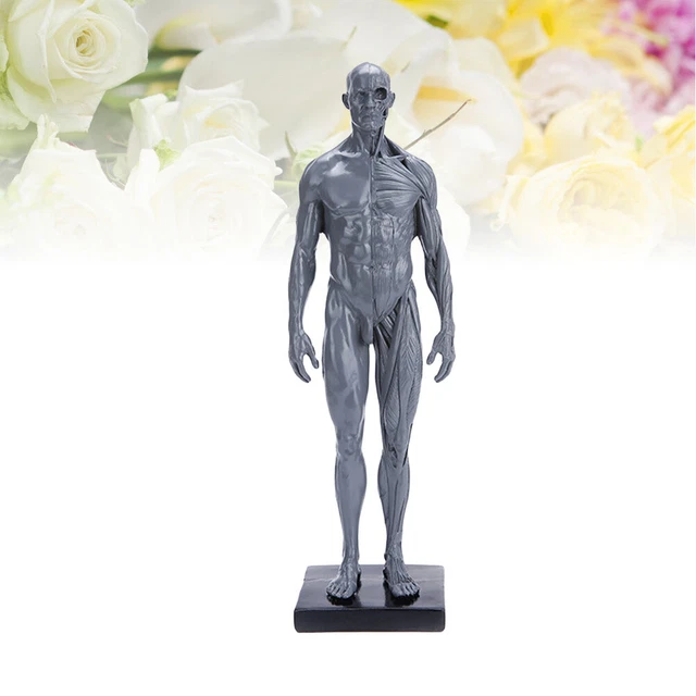 HUMAN SKIN MODEL Skeleton Model Drawing Figures Human Body Model £45.69 ...