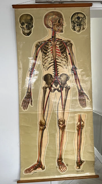 ANTIQUE VINTAGE HUMAN Anatomy Body Wall Chart Poster Medical BRC J.Teck ...