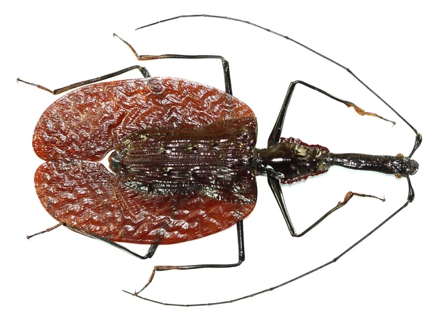 COLEOPTERA, CARABIDAE, MORMOLYCE PHYLLODES big from INDONESIA £14.34 ...