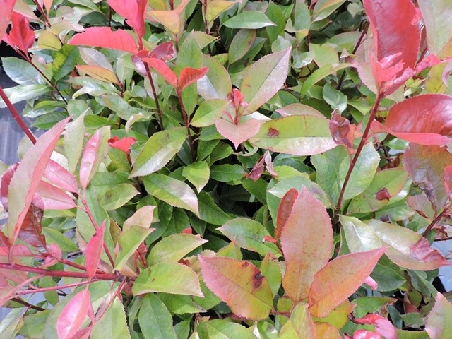 ROTE GLANZMISPEL RED Robin Hecke (Photinia fraseri) im Topf 15-25 cm 5 ...