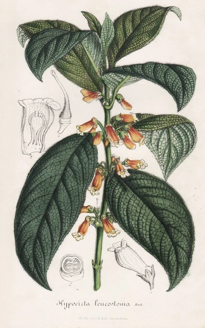 HYPOCYRTA LEUCOSTOMA NEUF Granada America Flower Botany Botanique Litho ...