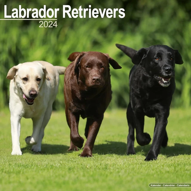 LABRADOR RETRIEVER - 2024 Calendrier Mural - Tout Neuf - 00634 EUR 16 ...