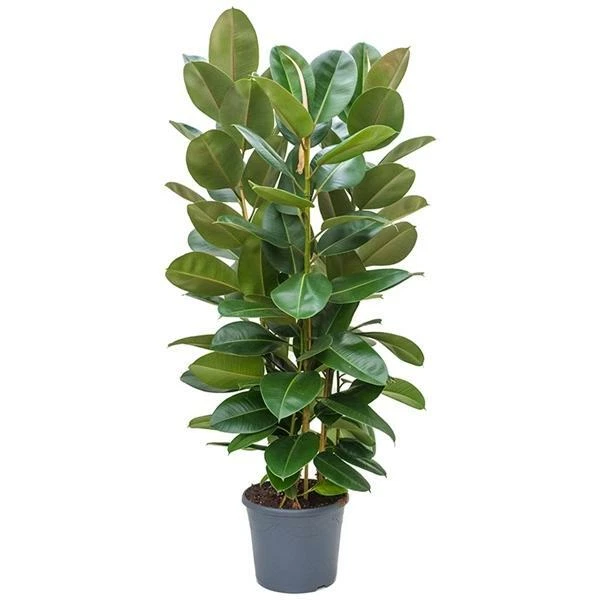 ALBERO DELLA GOMMA ficus elastica robusta pianta d'appartamento pianta ...