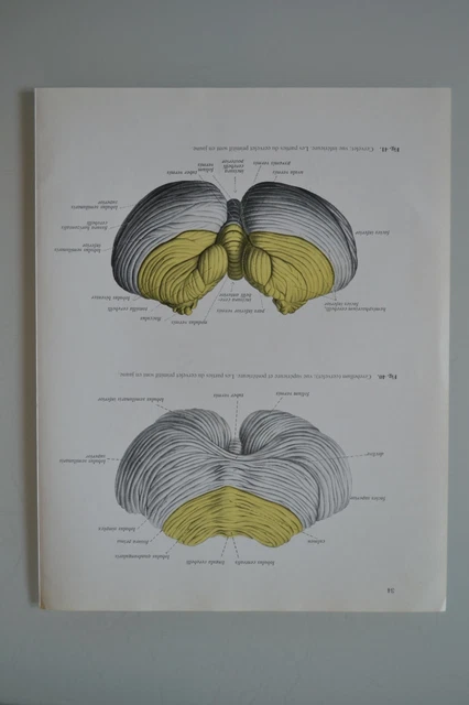 HUMAN ANATOMY BOARD NERVOUS SYSTEM BRAIN ATLAS Dr SOBOTTA MEDICINE £10. ...