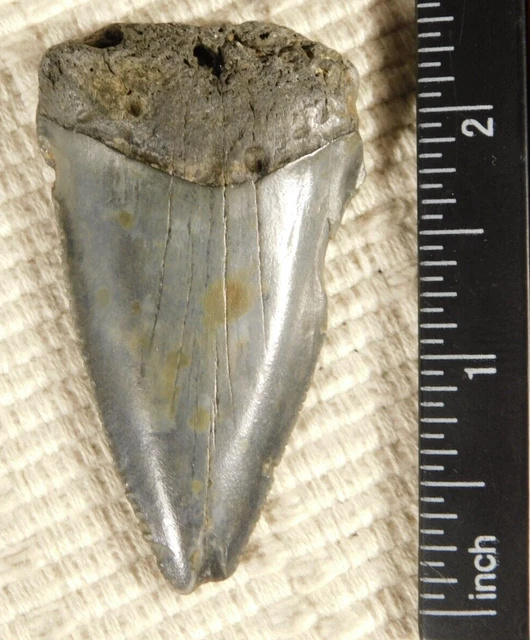 LONG! ANCESTRAL GREAT WHITE Shark Tooth Fossil SERRATED 17.8gr £19.57 ...