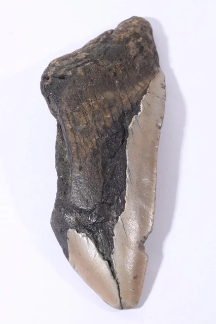 MEGALODON PREHISTORIC FOSSIL Tooth Wirewrapping / specimen 4.3 oz ...