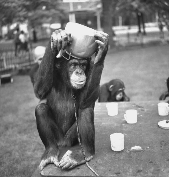 ENTERTAINMENT - CHIMPANZEES' Tea Party - London Zoo 1960s Old Photo $9. ...