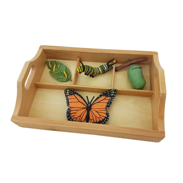 MODELS OF MONARCH Butterfly Life Cycle with Sorting Tray - MONTESSORI ...