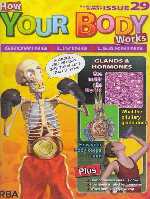HOW YOUR BODY works-issue 29-GLANDS & HORMONES. £3.50 - PicClick UK