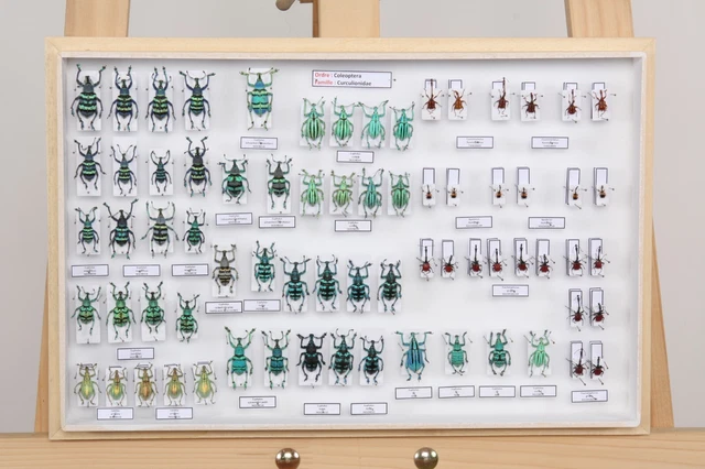 ENTOMOLOGIE COLLECTION MUSÉUM des insectes du monde Lot N° 28 ...