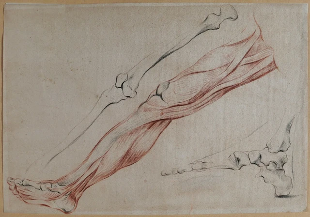 ANTIQUE DRAWING HUMAN Body Anatomy Medicine Muscle Leg Skeleton £391.09 ...