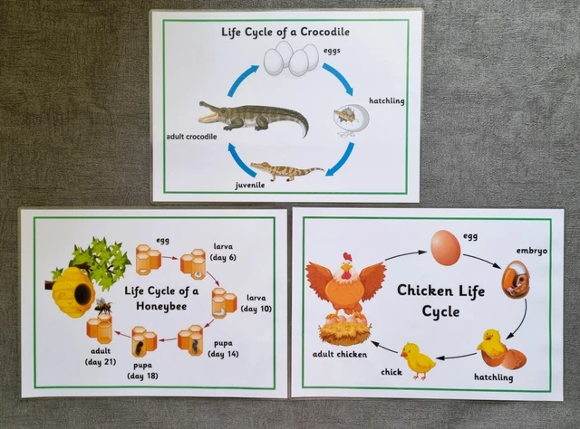 LIFE CYCLE SET of 3 desk/class/teaching/ Mat/Poster/ Ks1, KS2, KS3 £4. ...