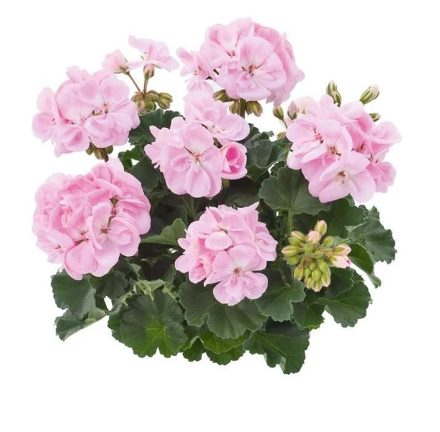 GERANIUM ZONAL DOLCE 'Light Pink' Summer Plug Plants Pack x6 £8.95 ...