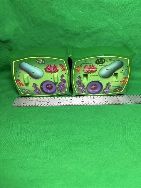 LEARNING RESOURCES CROSS-SECTION PLANT CELL Foam Model £12.77 - PicClick UK