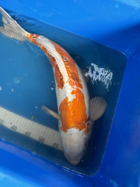 64CM DOITSU HARAWAKI Japanese Koi Carp £1.00 - PicClick UK