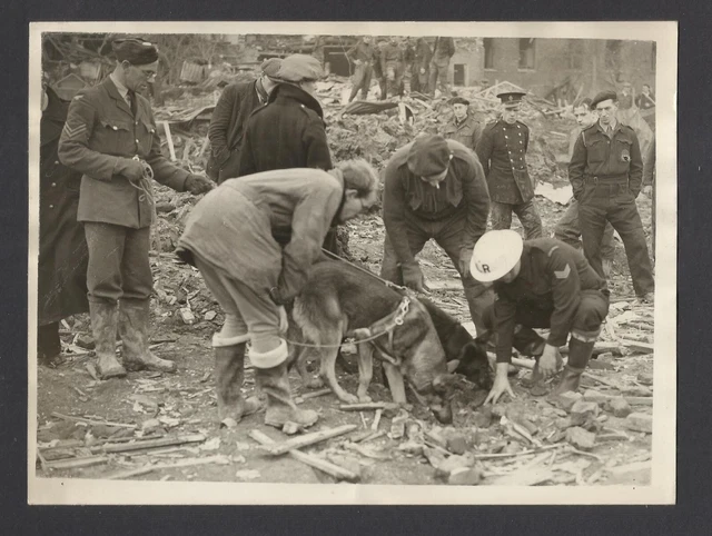 (S5) RARE ARCHIVE Press Photo 1940S Raf Police Dogs Blitz Air Raids Arp ...