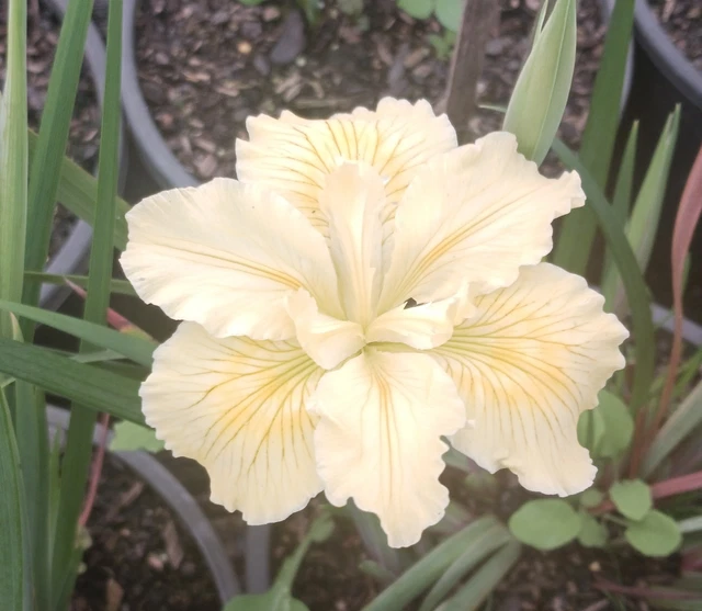 PACIFIC COAST IRIS Yellow x 1 Plant " Iris x pacifica " - Perennial $12 ...
