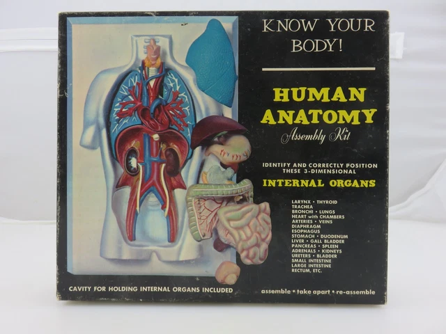 RENWAL HUMAN ANATOMY INTERNAL ORGANS Plastic Assembly Model Kit UNBUILT ...